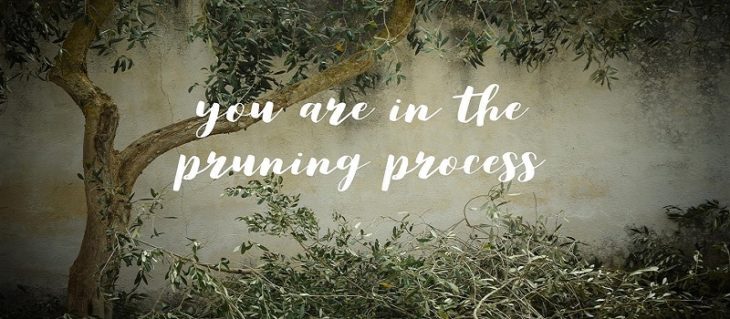 The pruning process – Jesus follower
